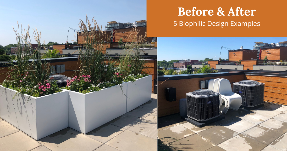 Before & After: 5 Biophilic Design Examples