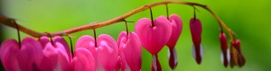 How to Grow a Bleeding Heart Plant in a Container