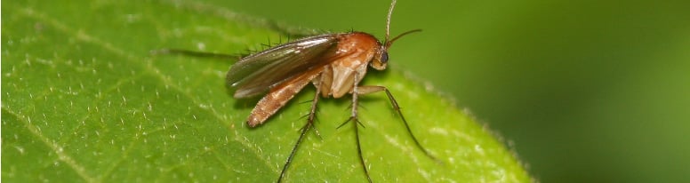 Managing Fungus Gnats: Identification, Control, and Prevention