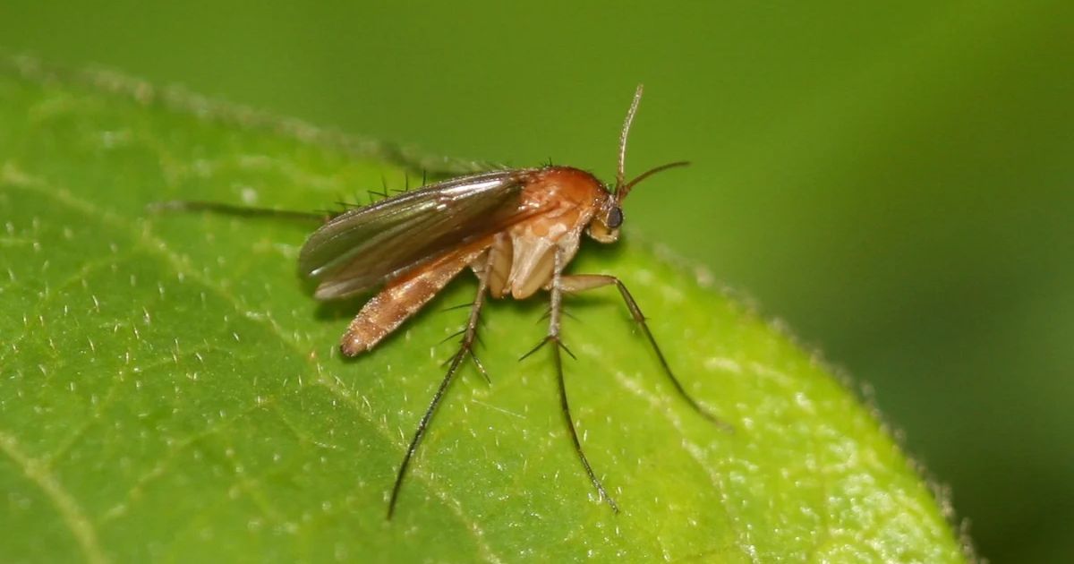 Managing Fungus Gnats: Identification, Control, and Prevention