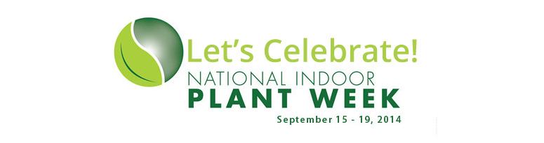 How Did You Celebrate National Indoor Plant Week?