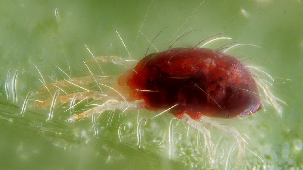 Twospotted-Mite-T | NewPro Blog