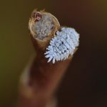 Identify & Manage Mealybugs: Tips for Control and Prevention