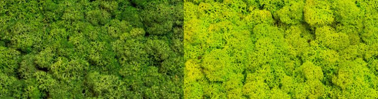 Why Moss Walls [Infographic]
