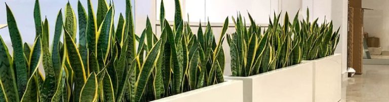 Using Plant Containers to Create Privacy in Open Workspaces