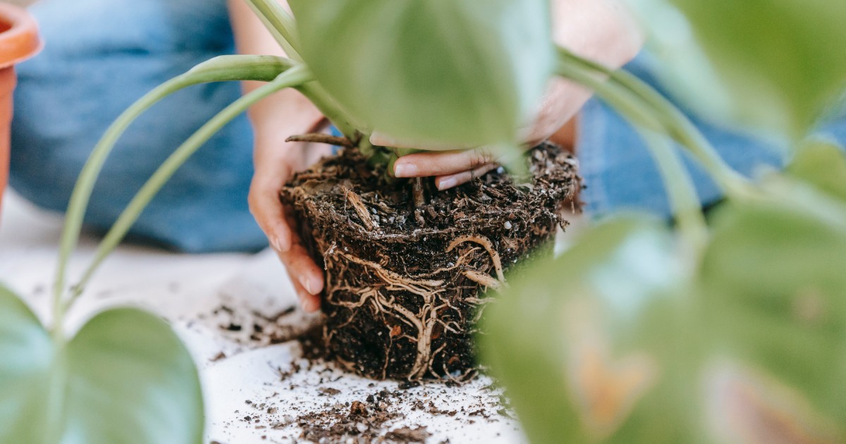 Root Rot in Indoor Plants | Symptoms, Causes & Prevention