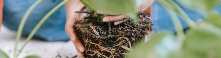 Root Rot in Indoor Plants | Symptoms, Causes & Prevention