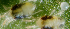How to Identify and Manage Spider Mites - NewPro
