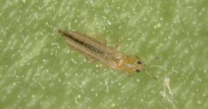 thrips-S | NewPro Blog